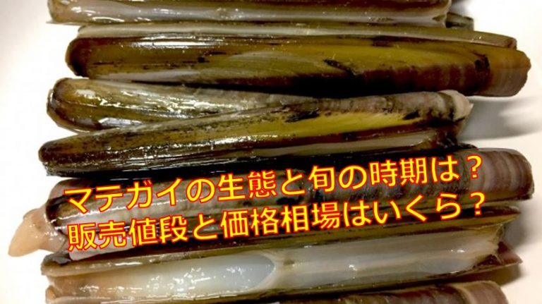 マテガイの生態と旬の時期は？販売値段と価格相場はいくら？ | 海鮮アクアリウム｜海の生き物・魚介料理を楽しむためのブログ